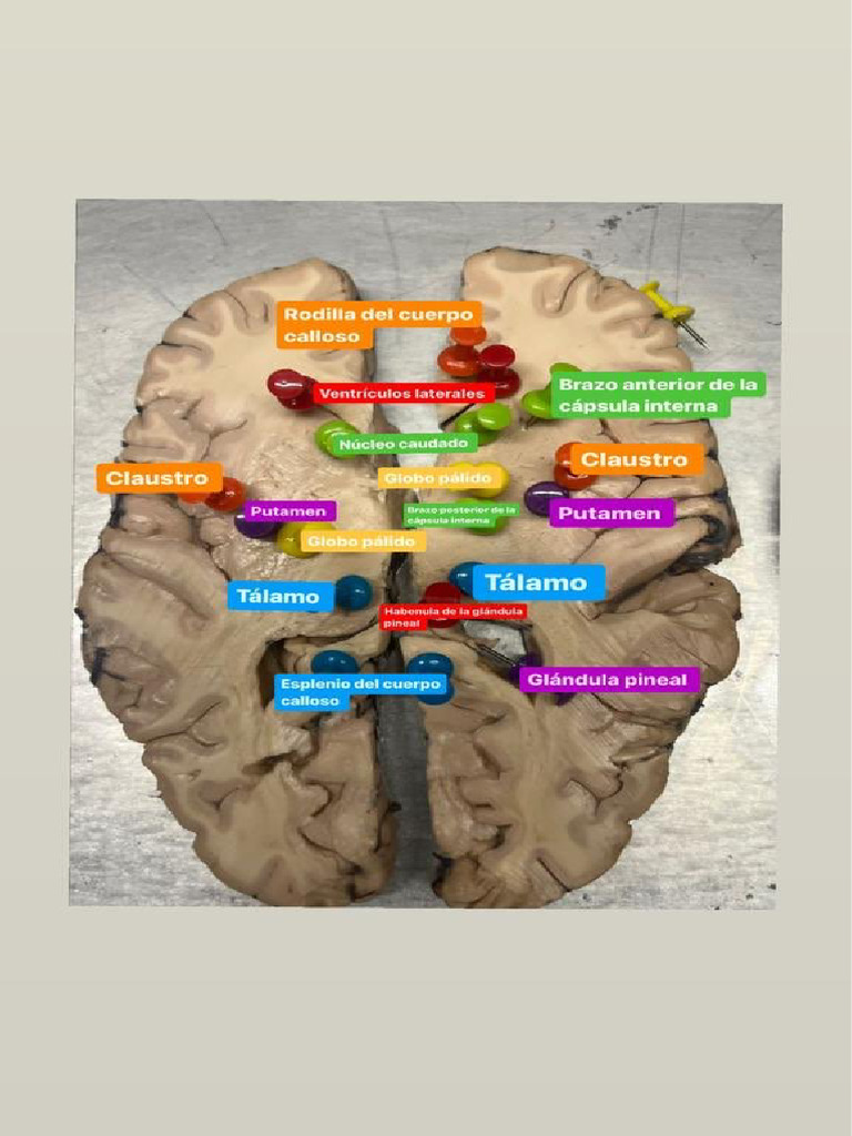 Lab. Neuroanatomía | PDF