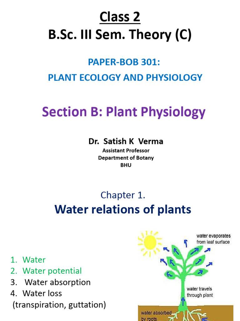 Water Absorption and Loss | PDF | Stoma | Science & Mathematics