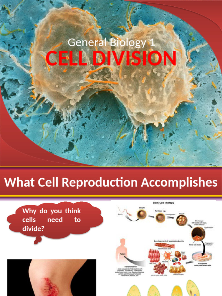 Cell Division | PDF