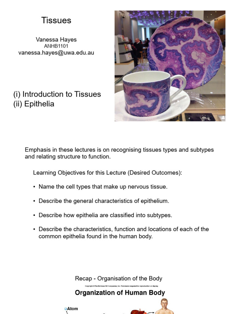 Tissues Lecture 1 - 2024 - For Students Epithelia | PDF