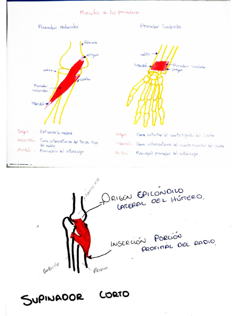 Musculos Pronadores y Supinadores. | PDF