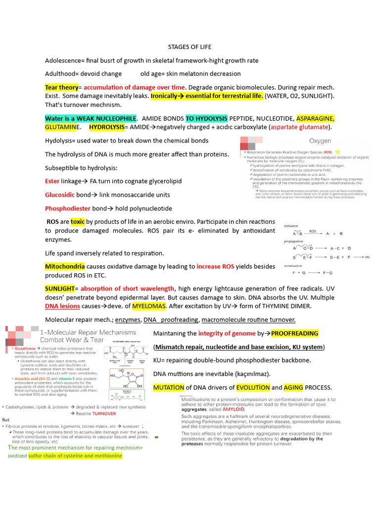 STAGES OF LIFE | PDF