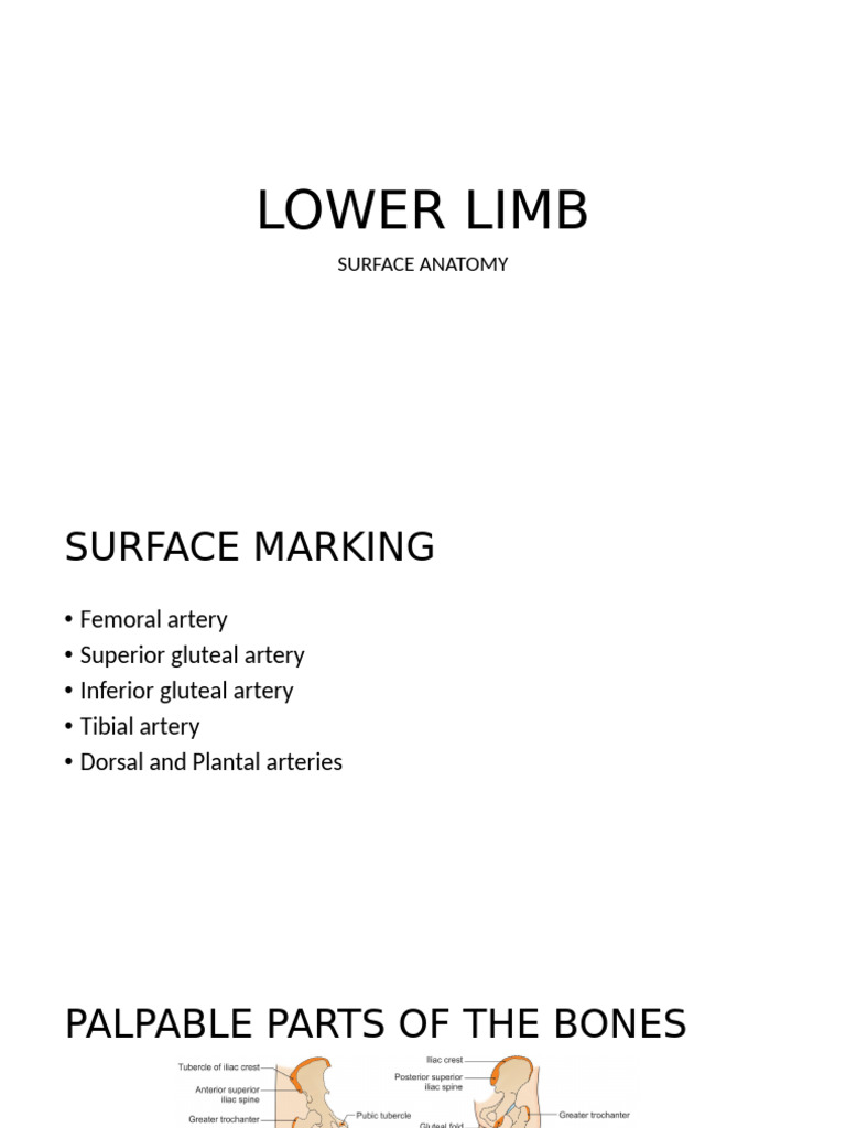 Surface Anatomy | PDF