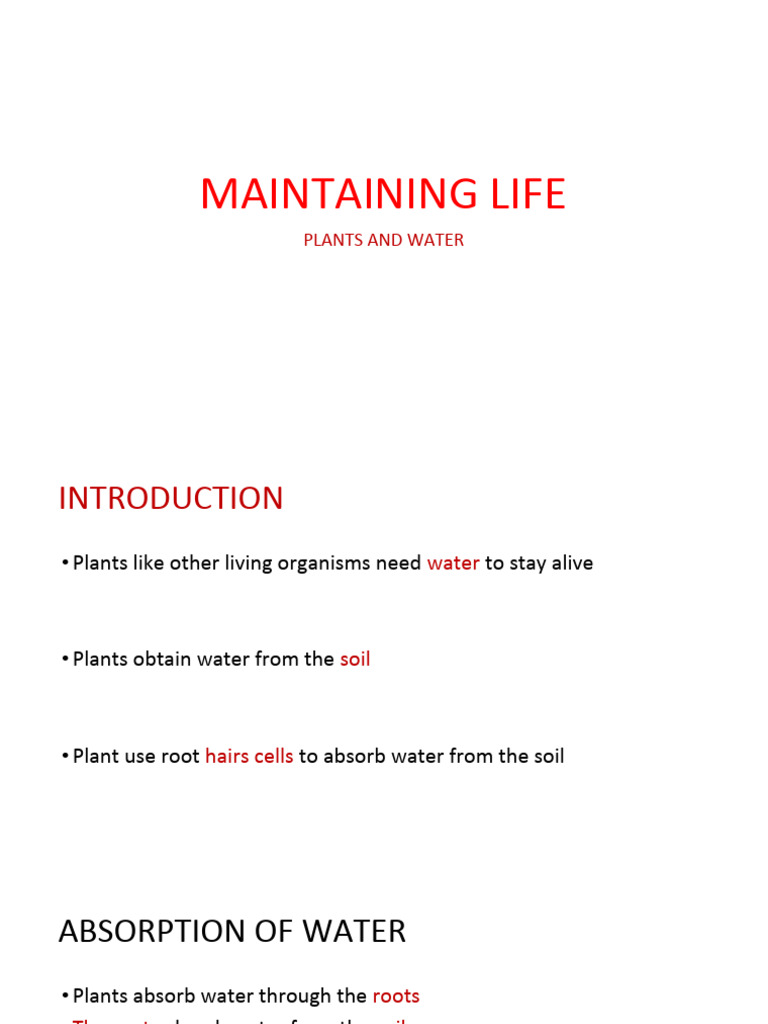 Water Transport in Plants | PDF