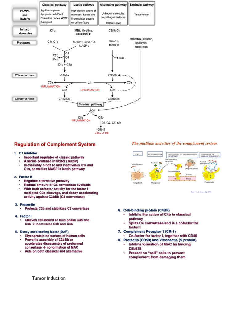 Tumor Immunology Class | PDF
