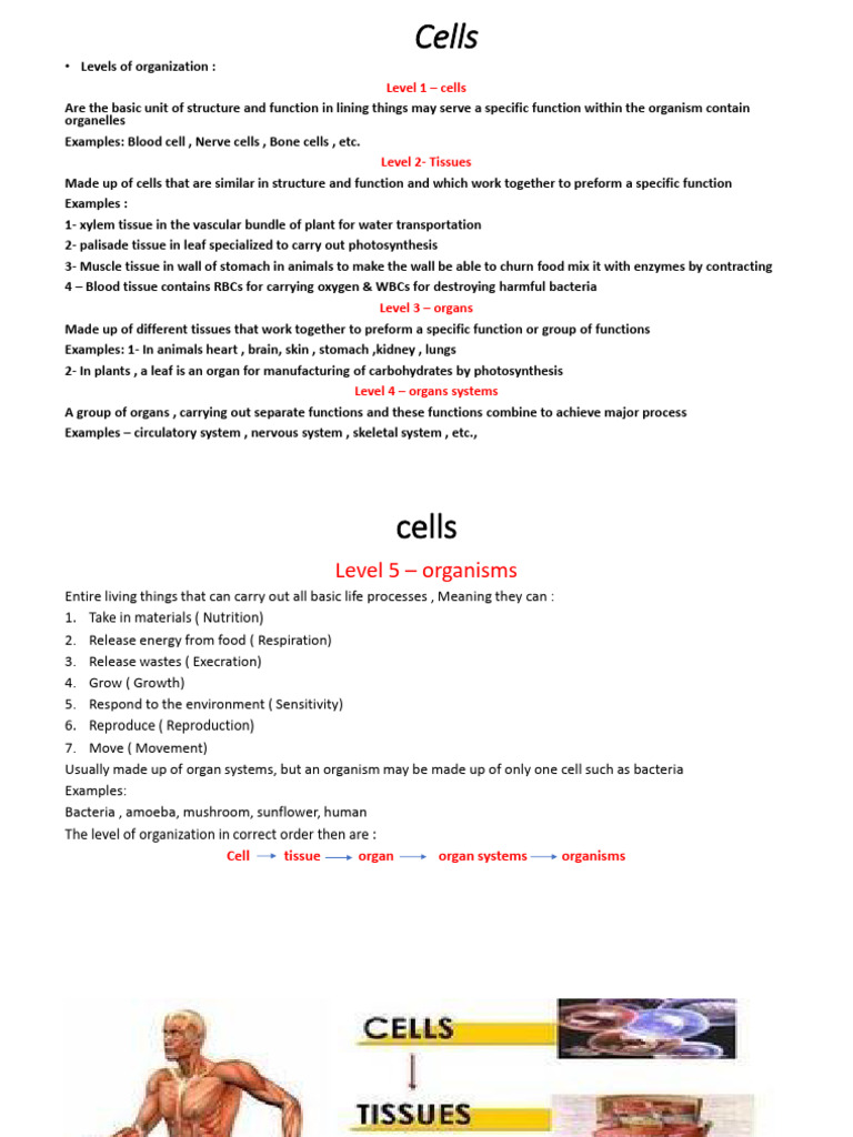 The Cell | PDF