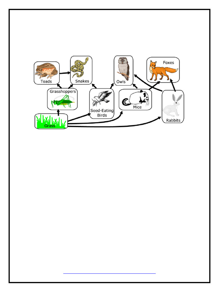 Food Webs Guided Lesson Answer | PDF