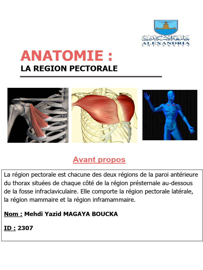 Anatomie:: La Region Pectorale | PDF