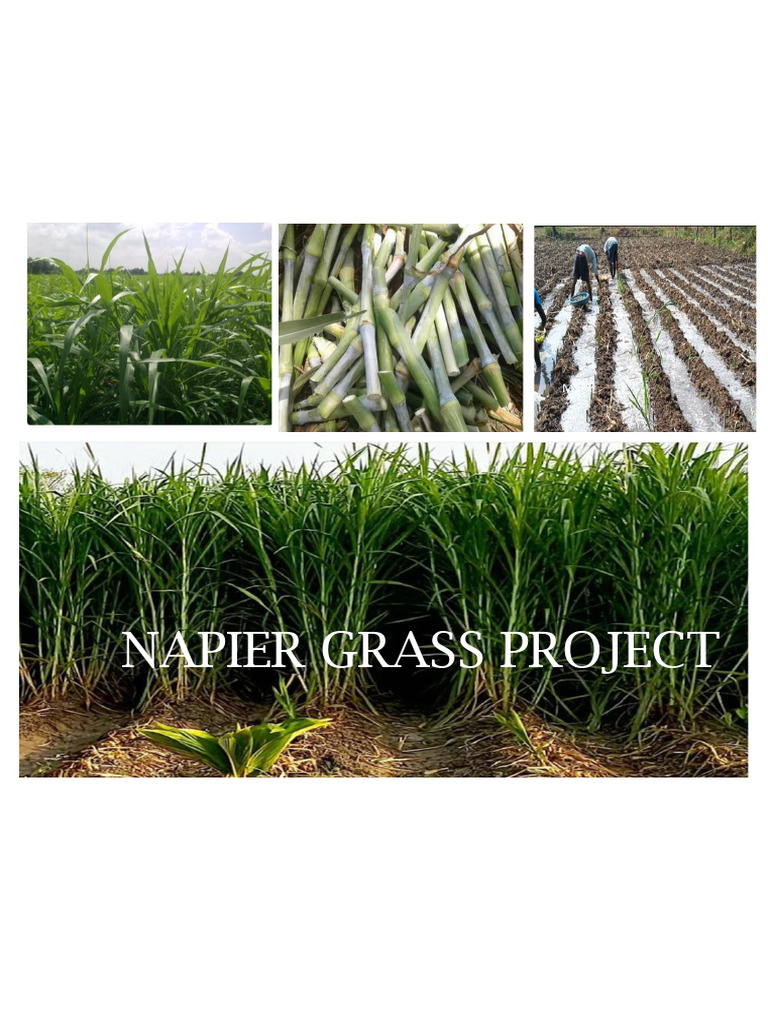 Napier Grass Project | PDF | Fertilizer | Science & Mathematics