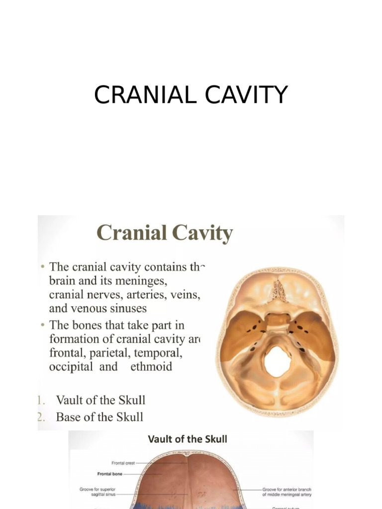 Cranial Cavity | PDF