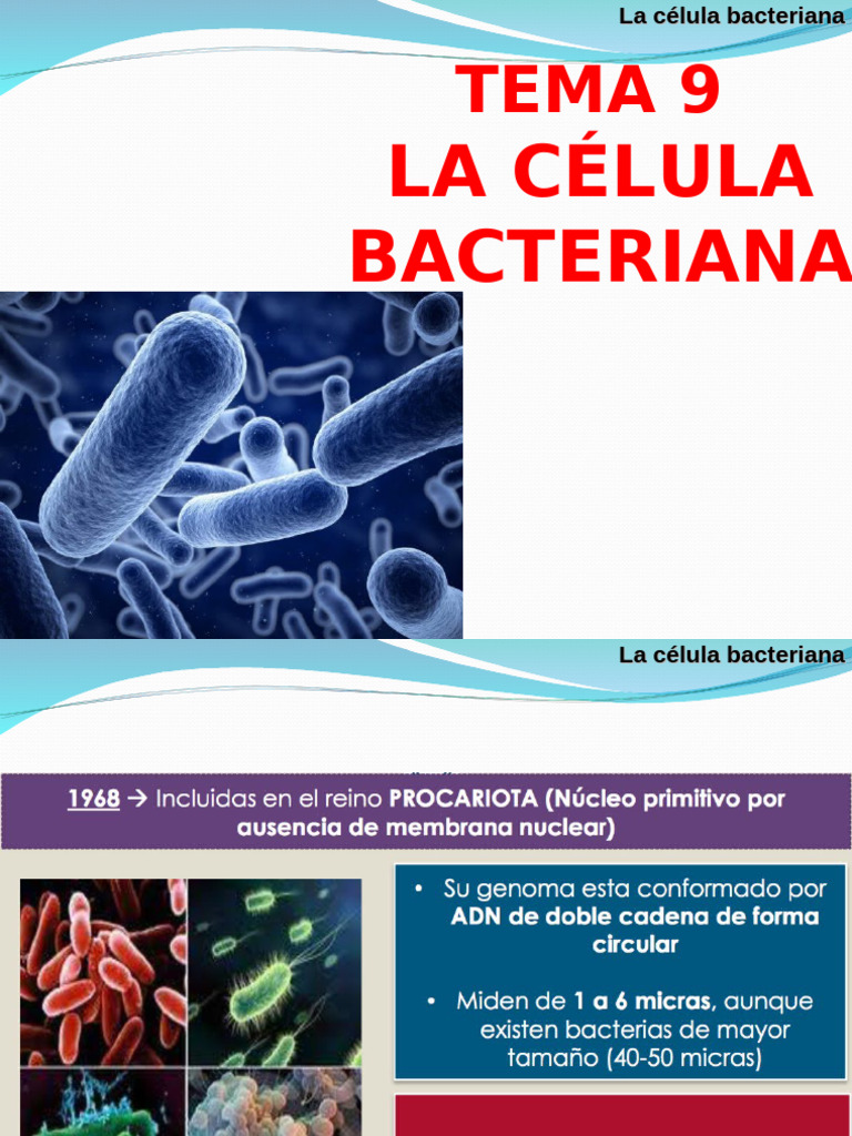 Tema9 CelulaBacteriana | PDF