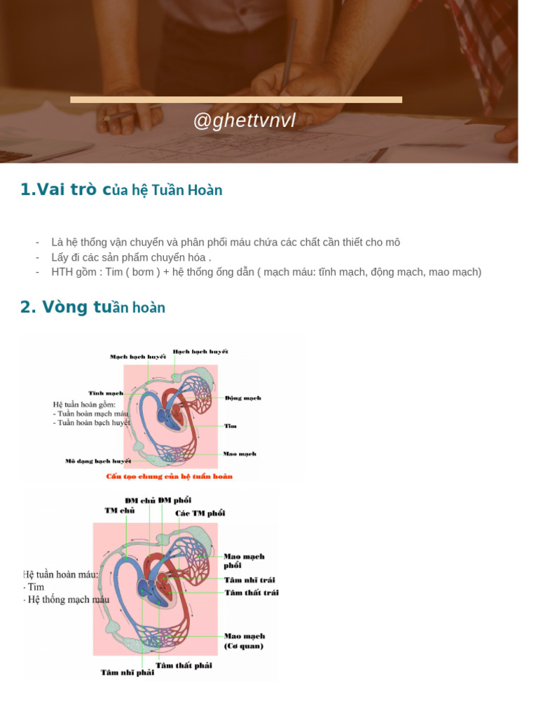 Vai trò và cấu trúc hệ tuần hoàn tim | PDF