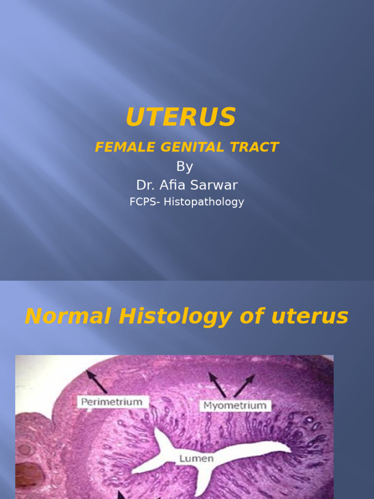 4 Uterus-1 | PDF | Uterus | Social Science
