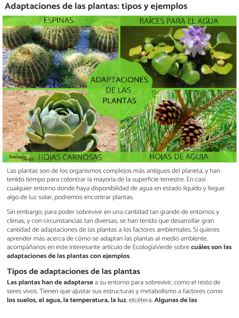 ADAPTACIONES de Las PLANTAS - Tipo, Ejemplos y Fotos - ¡Resumen! | PDF