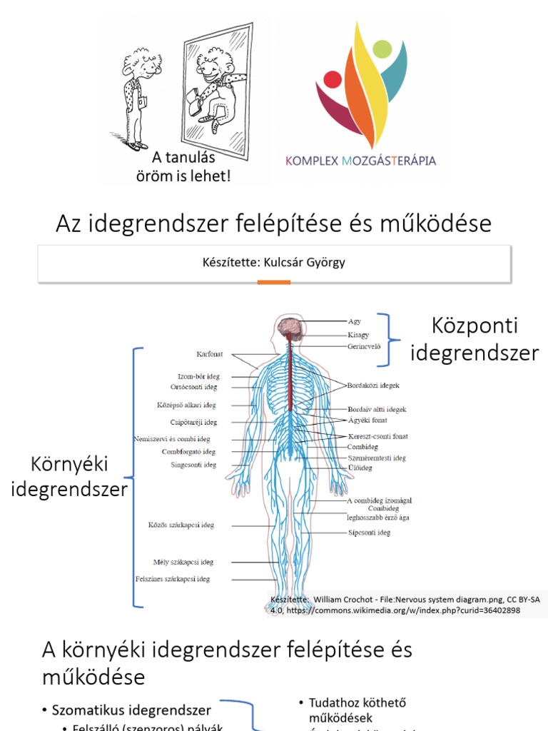 Az Idegrendszer Felépítése És Működése | PDF