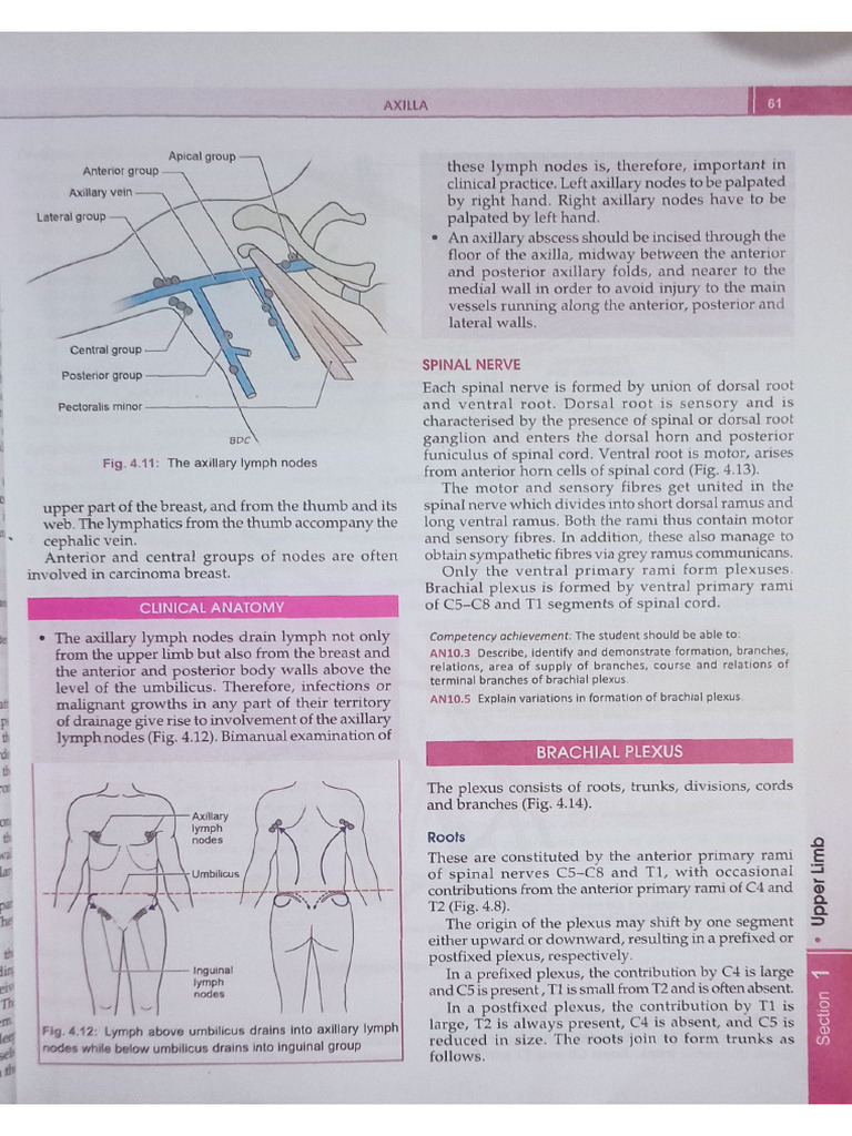 Brachial plexus | PDF