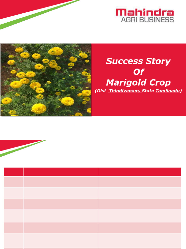 Success Story For Marigold, Thindivanam, TN | PDF