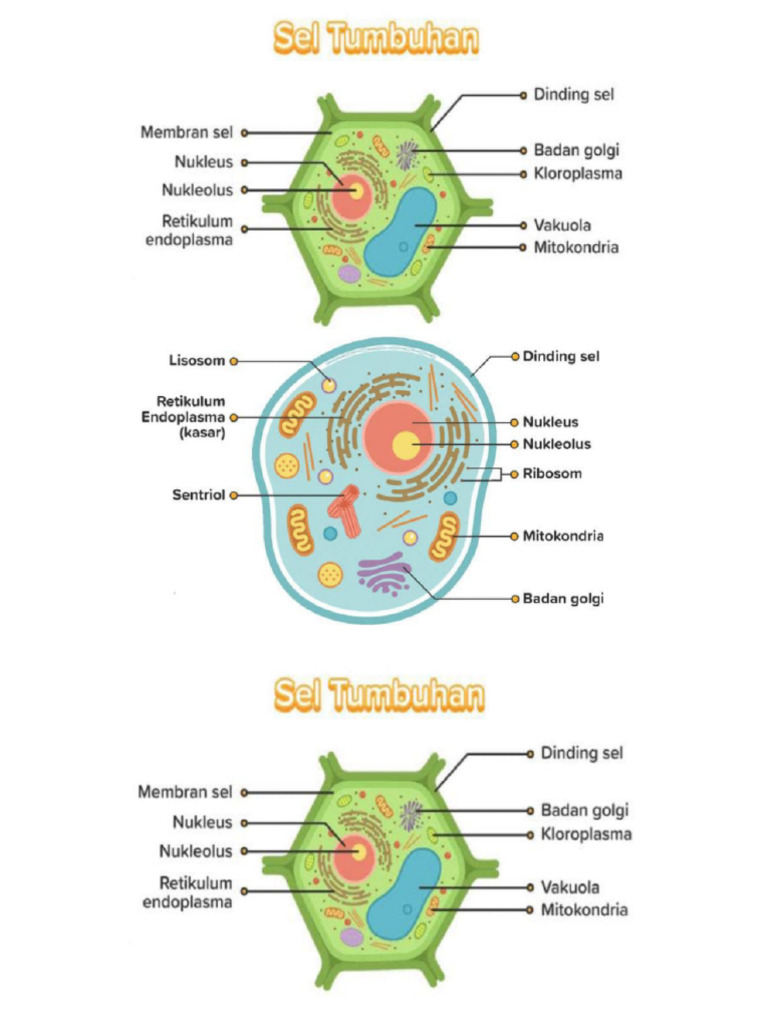 Biologi Sel 1 | PDF