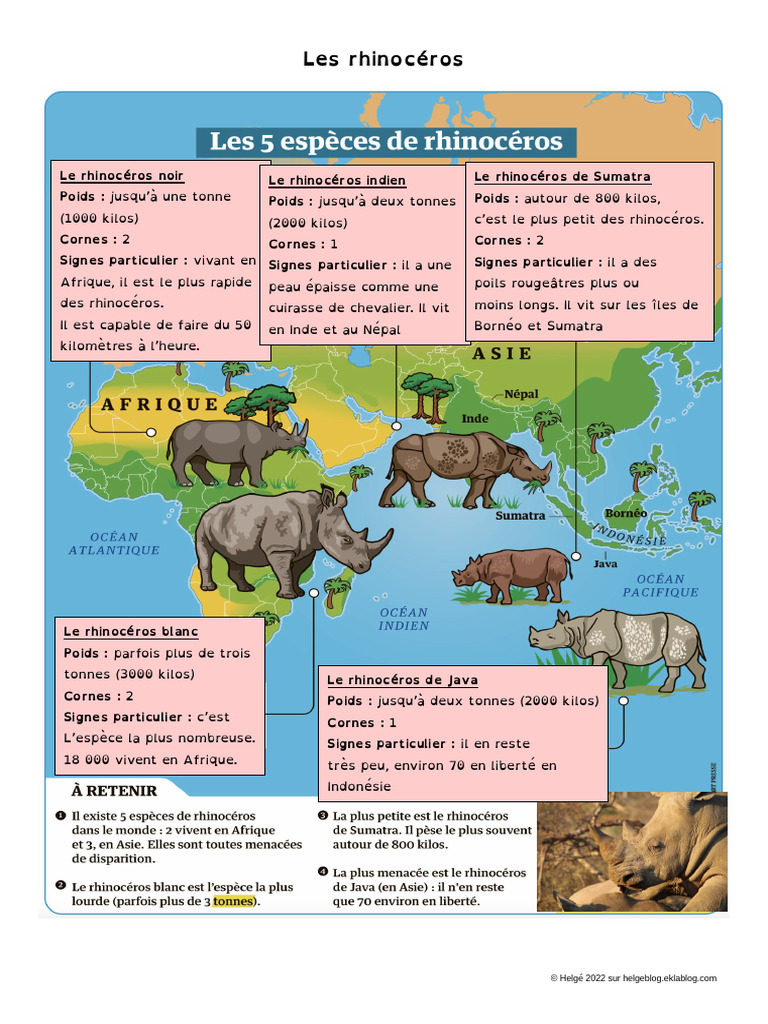 Fiche Lect Doc Les Rhinoceros | PDF