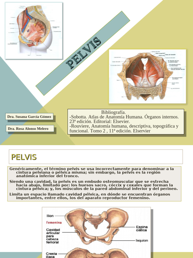 Pelvis | PDF