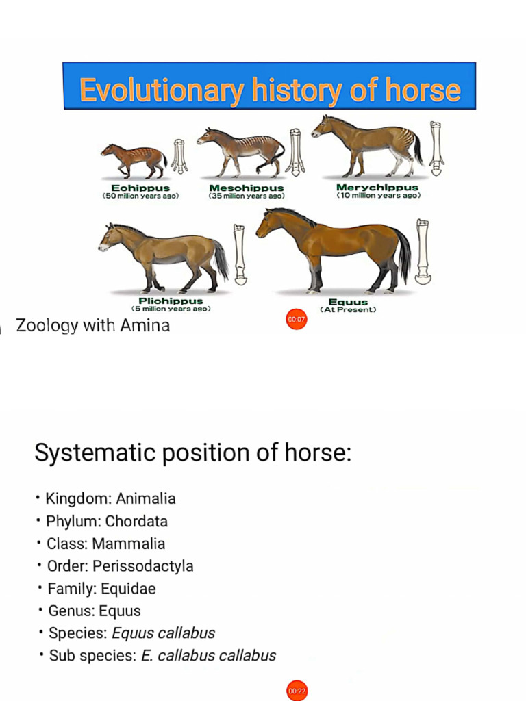 Evolution of Horse | PDF