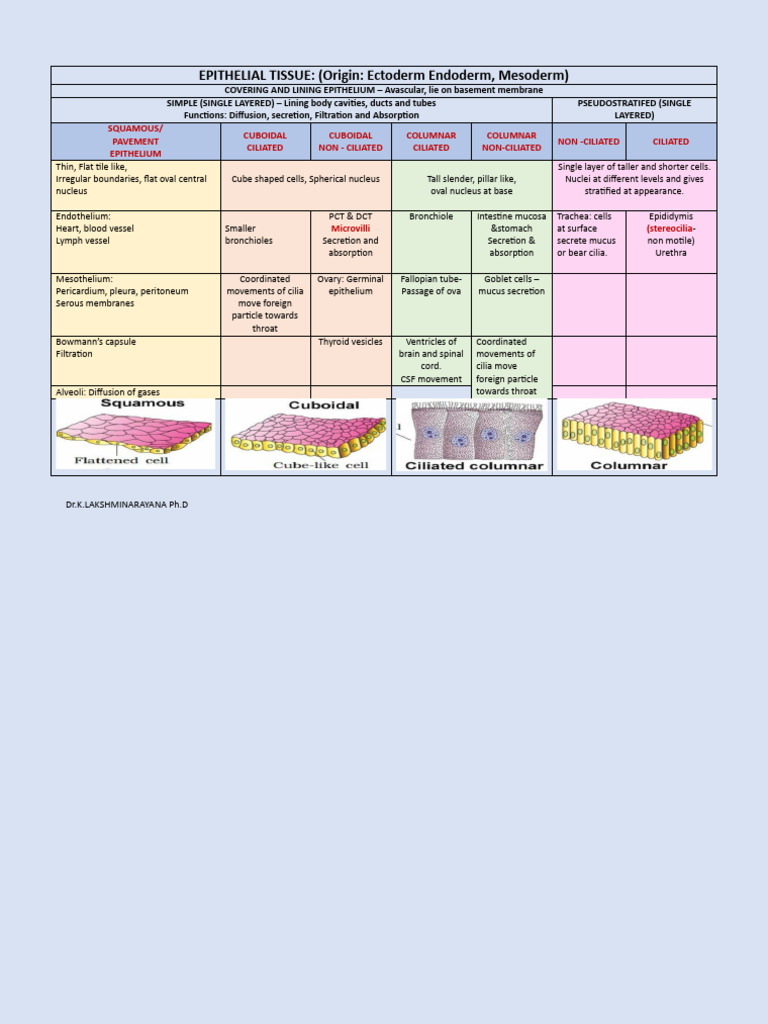 EPITHELIAL TISSUE Table | PDF