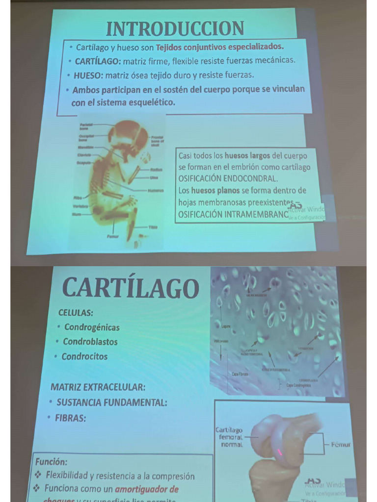 CARTÍLAGO | PDF