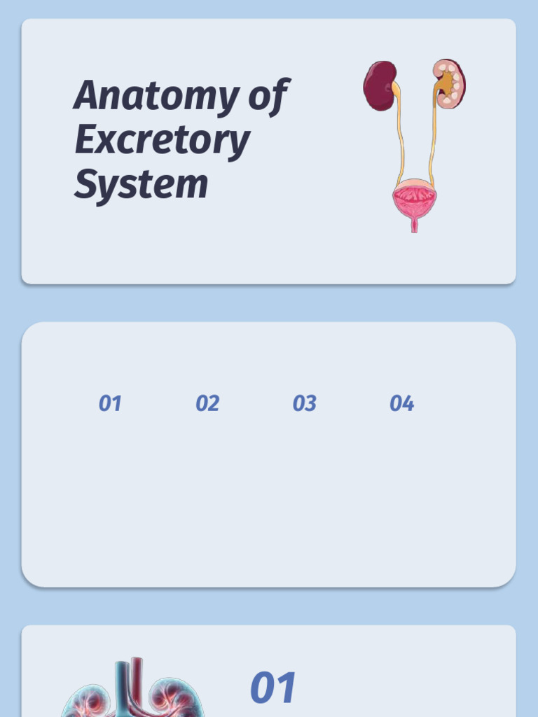 Excretory System Anatomy | PDF | Kidney | Diabetes
