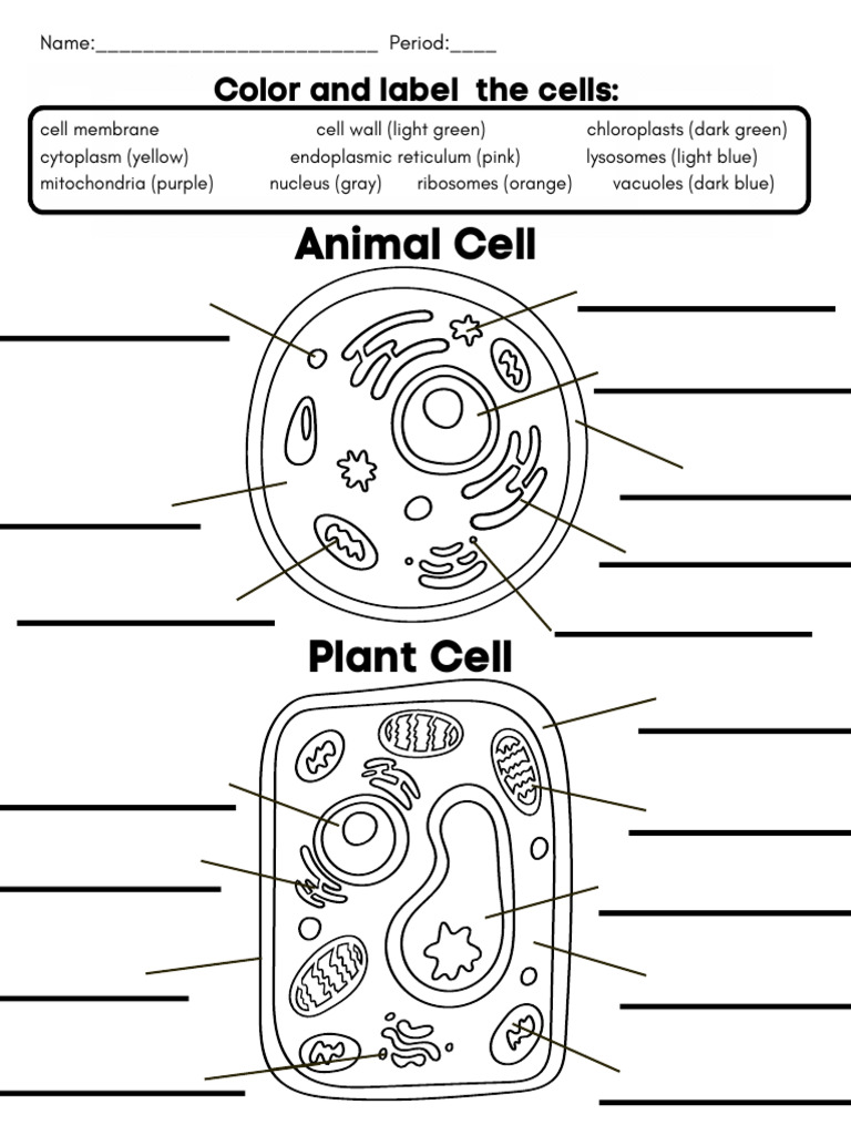 Animal Cell: Color and Label The Cells | PDF