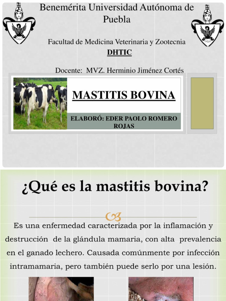Mastitis Bovina | PDF