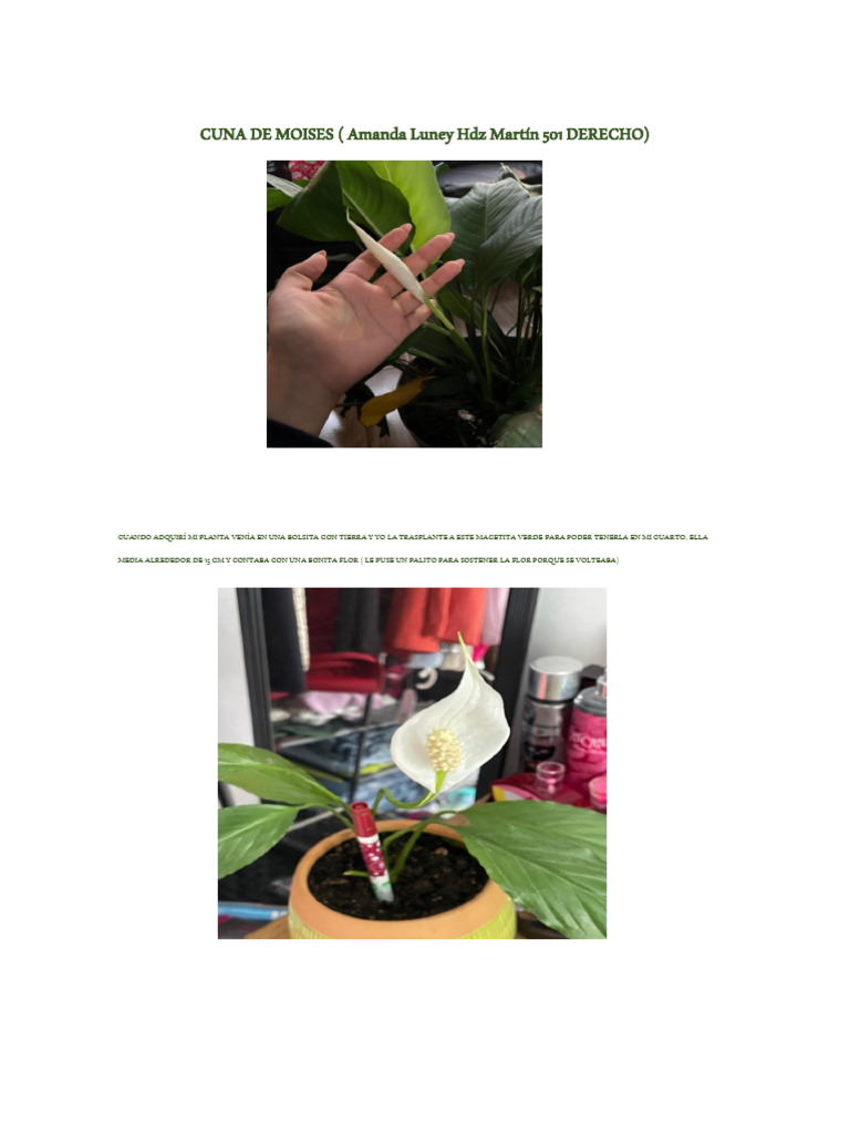 Trabajo Final Planta | PDF