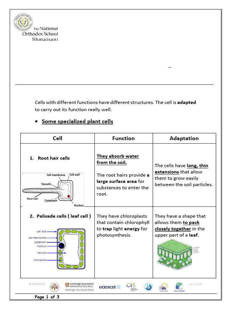 Specialised Cells Biology Form 4-5 | PDF