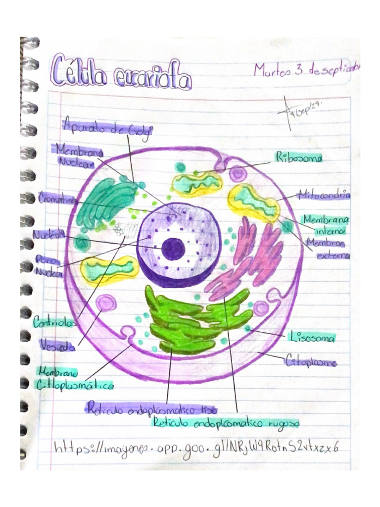 Membra Na | PDF