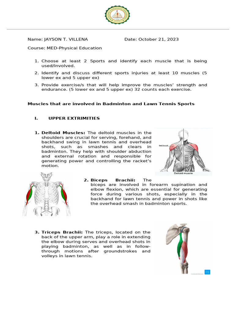 Individual Activity 2 (Muscles) | PDF