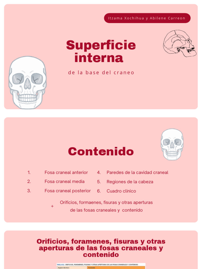 Superficie Interna de La Base Del Craneo | PDF