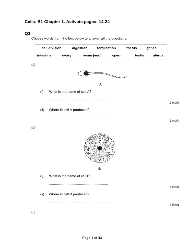 Year 7 Exam Questions | PDF