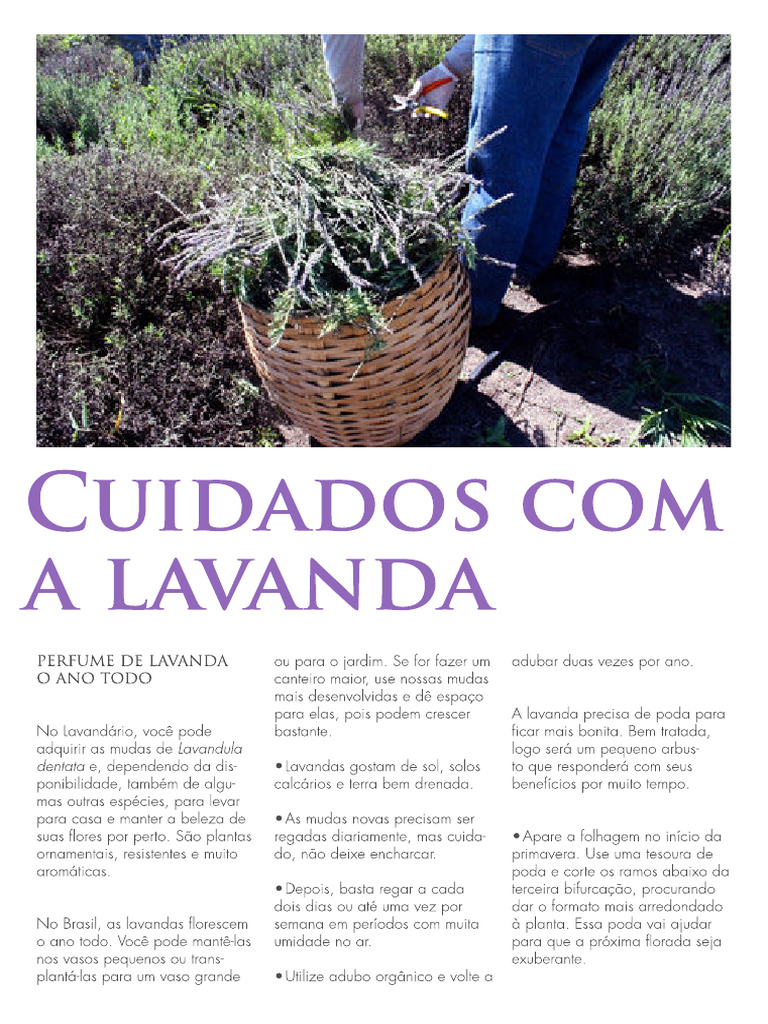 Cuidados Com A Lavanda | PDF