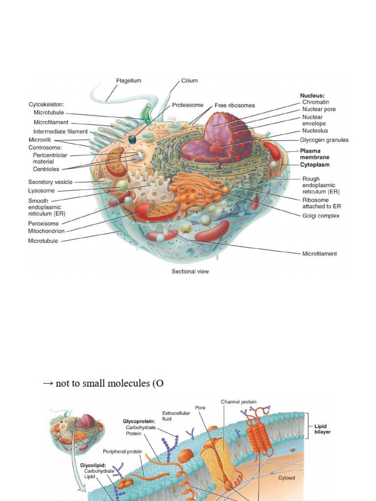 Lecture 2-Cell Physiology | PDF