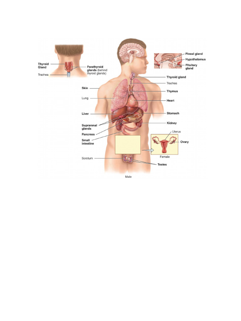 Lecture 7- Endocrine System II | PDF