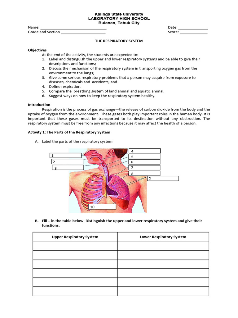 Respiratory System Activity 1 | PDF | Respiratory System | Breathing