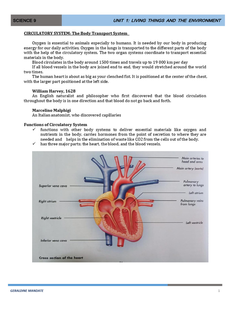 Circulatory System 2024 | PDF