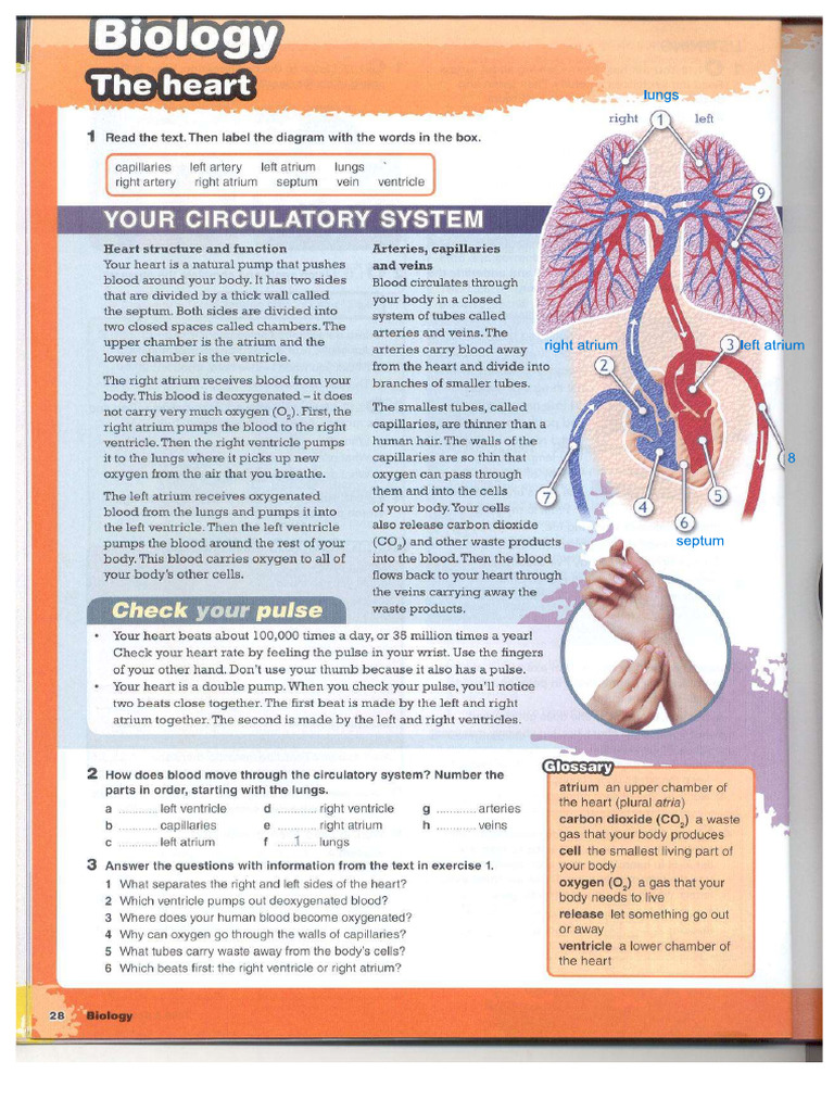 Reading - The Heart - Labelling | PDF