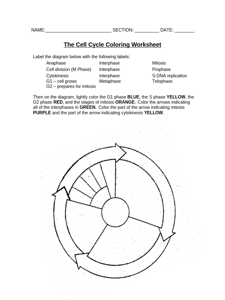 Cell Cycle Worksheet | PDF