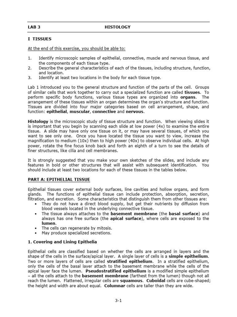 Lab 3 Tissues 2022 1 | PDF