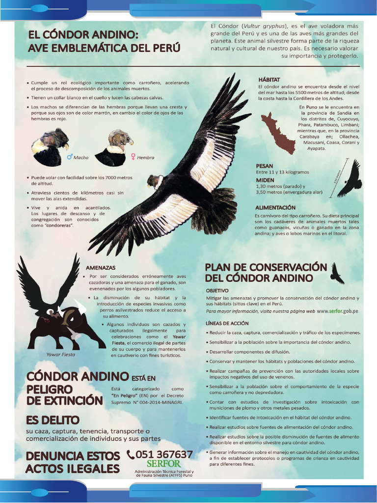 Cuestionario sobre el Cóndor Andino | PDF | Aves | Ornitología