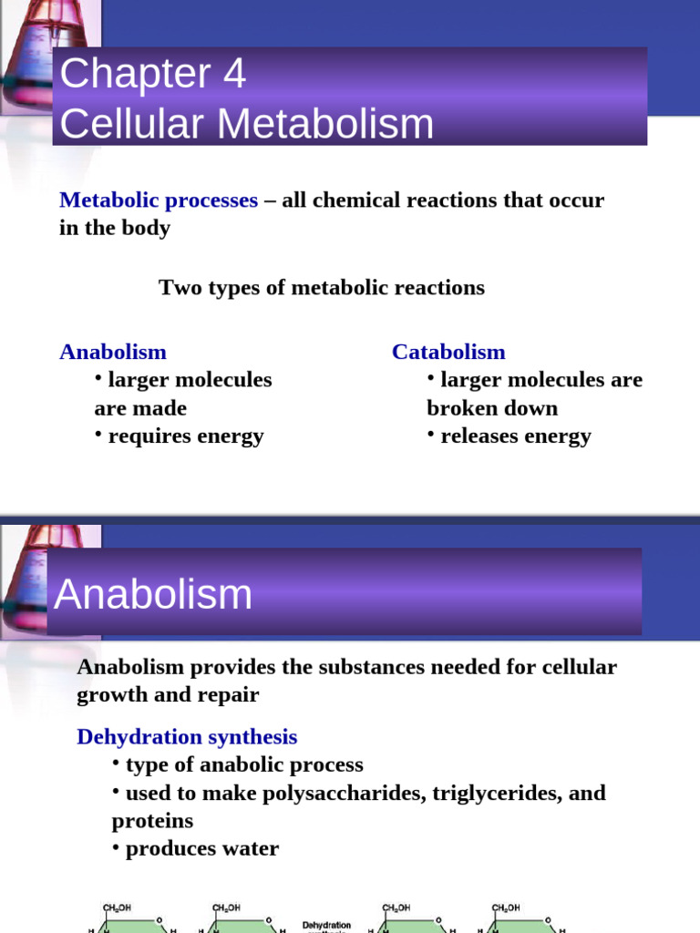 Chapter 4 - Cellular Metabolism | PDF
