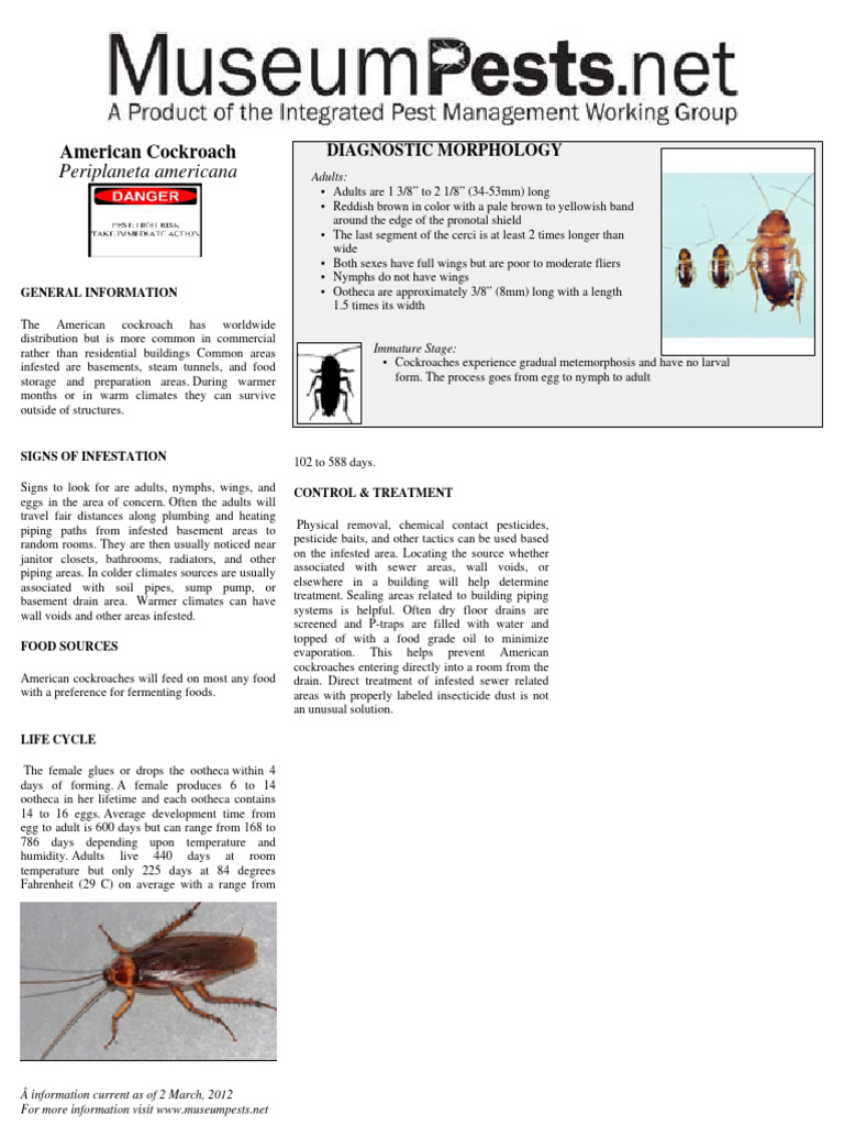 American Cockroach | PDF
