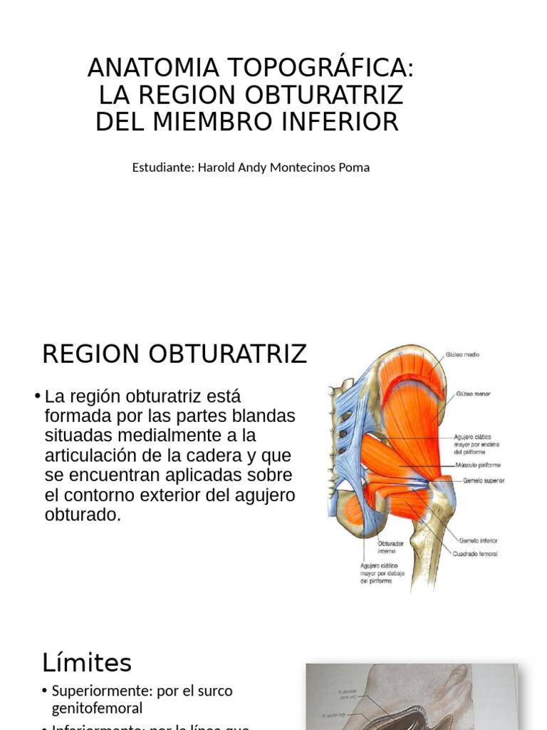 Anatomia Topográfica La Region Obturatriz Del Miembro Inferior123 | PDF