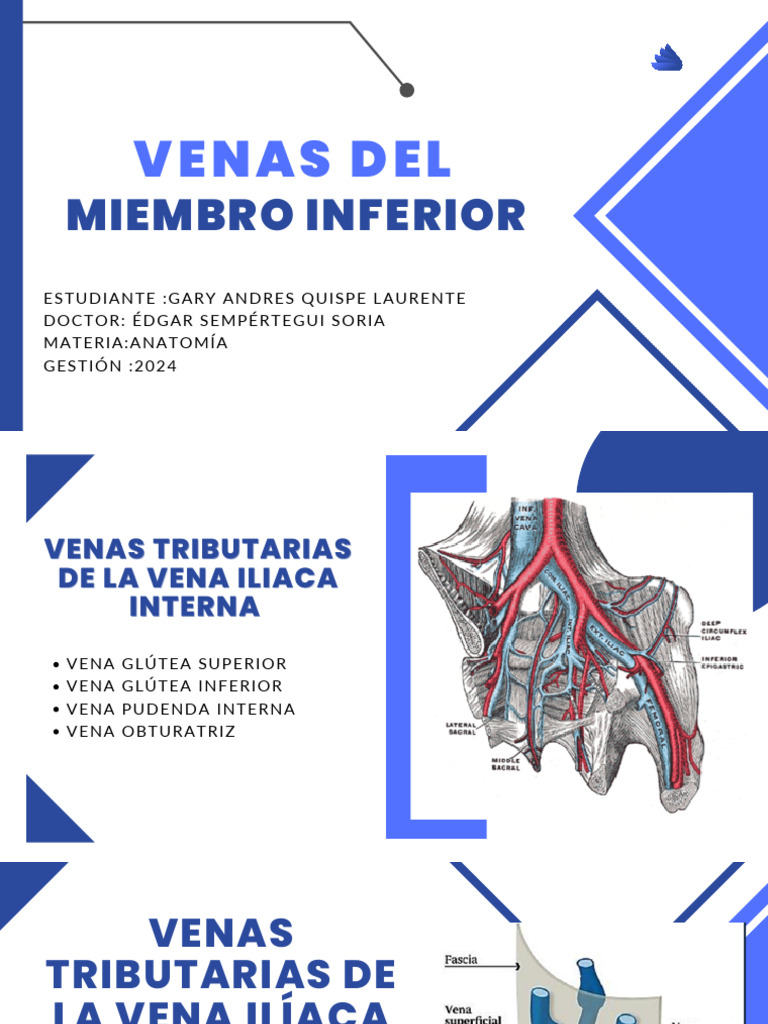 Anatomía de las Venas del Miembro Inferior | PDF