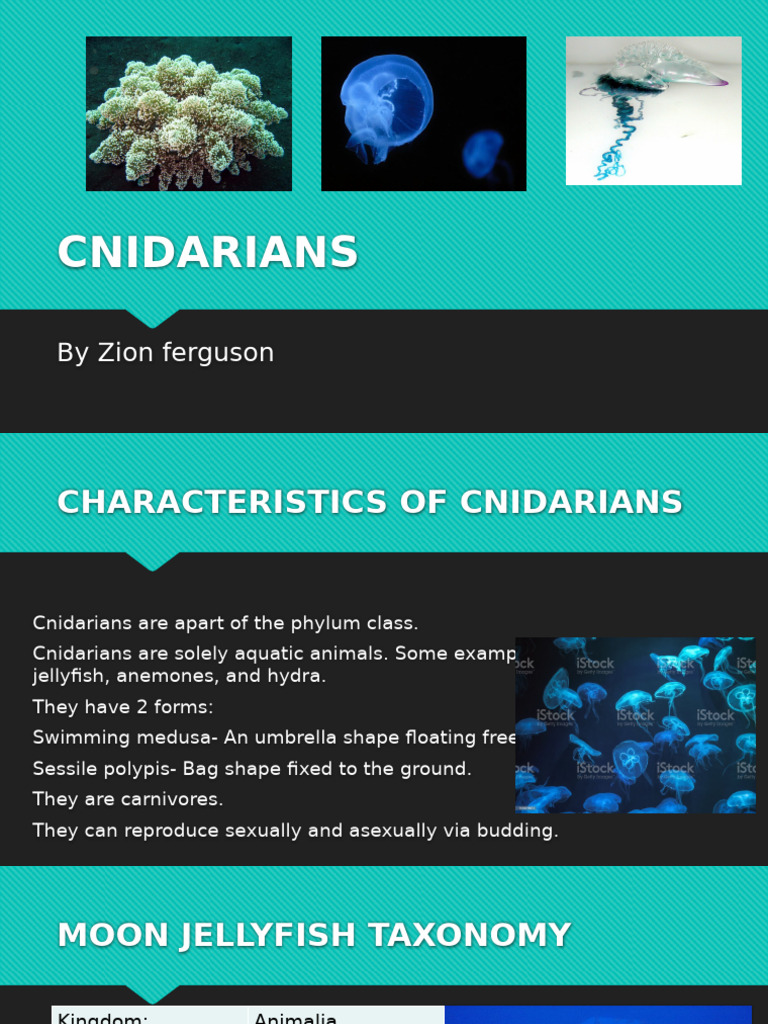 Cnidarians Presentation | PDF